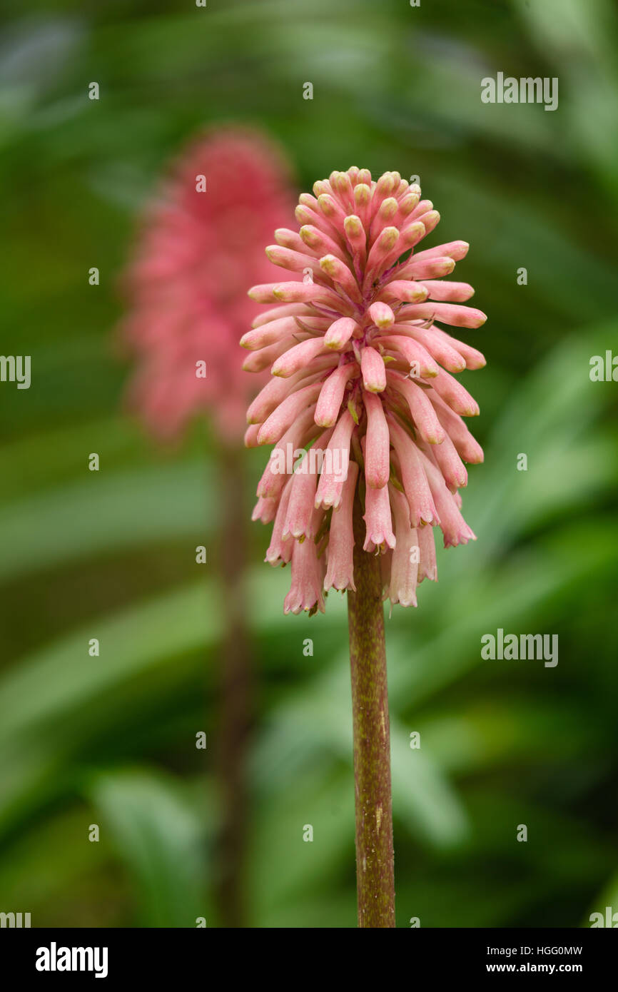 forest lily, Veltheimia bracteata (= Veltheimia viridifolia Stock Photo ...