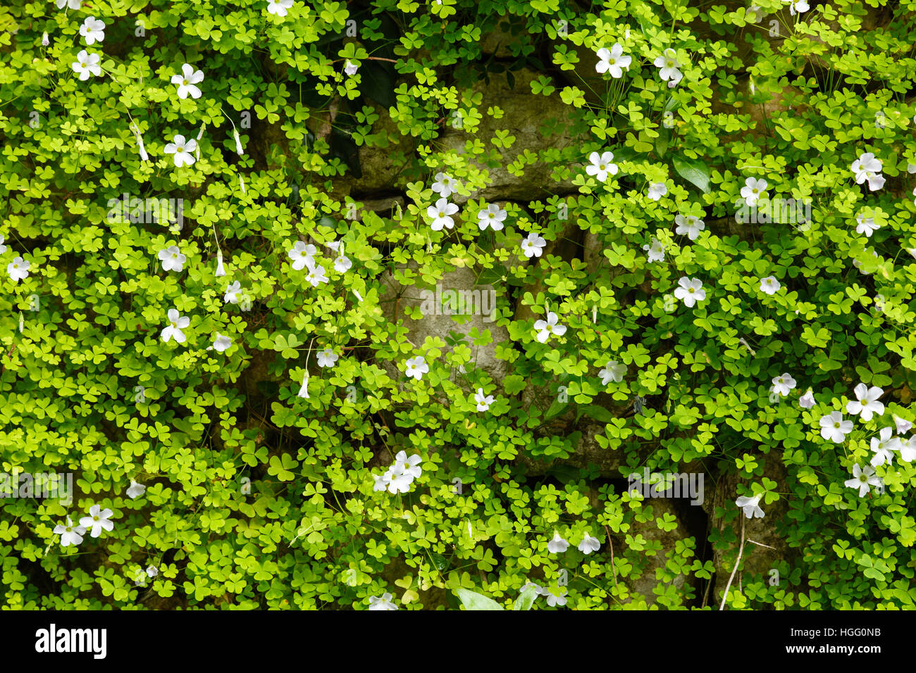 Sorrels hi-res stock photography and images - Alamy