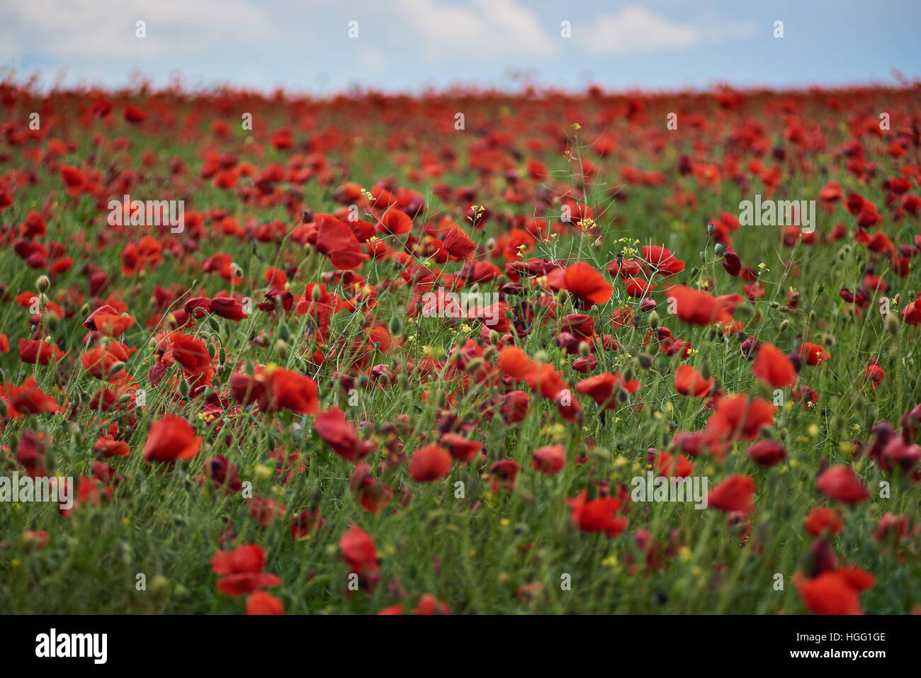 Nice field hi-res stock photography and images - Alamy