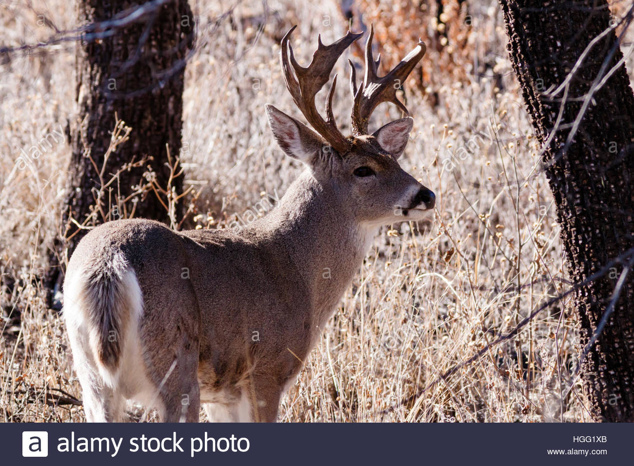 Atypical High Resolution Stock Photography and Images - Alamy