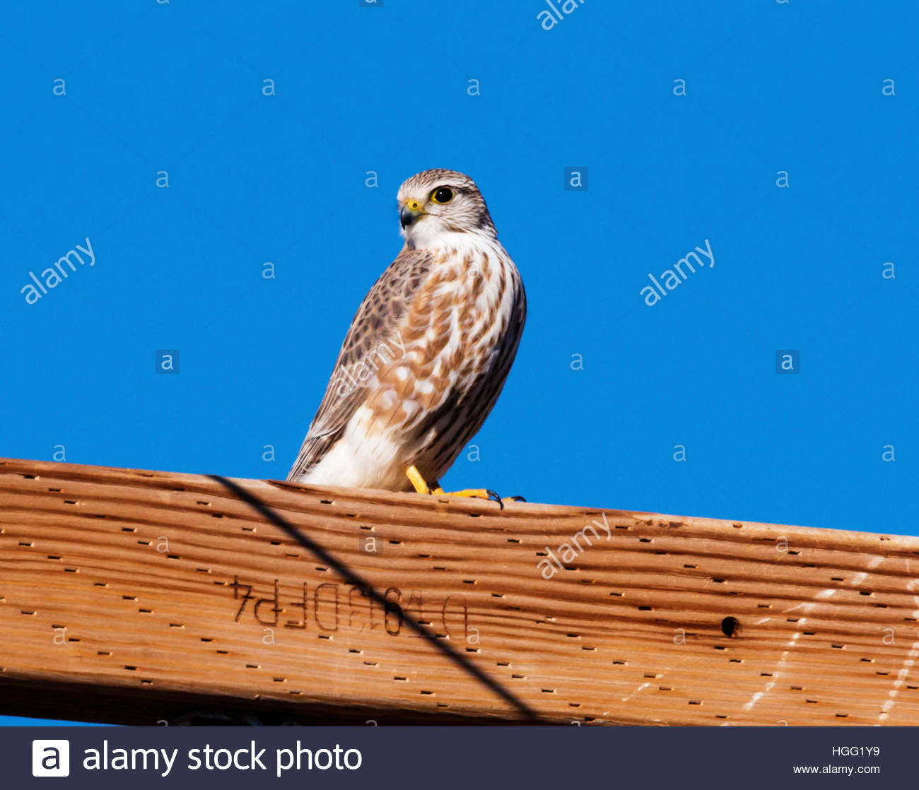 Prairie Merlin High Resolution Stock Photography and Images - Alamy