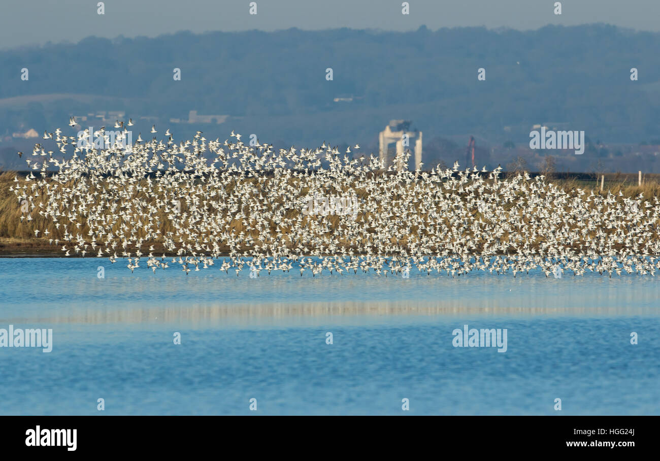 Dunlin flying in a flock on winter migration Stock Photo - Alamy