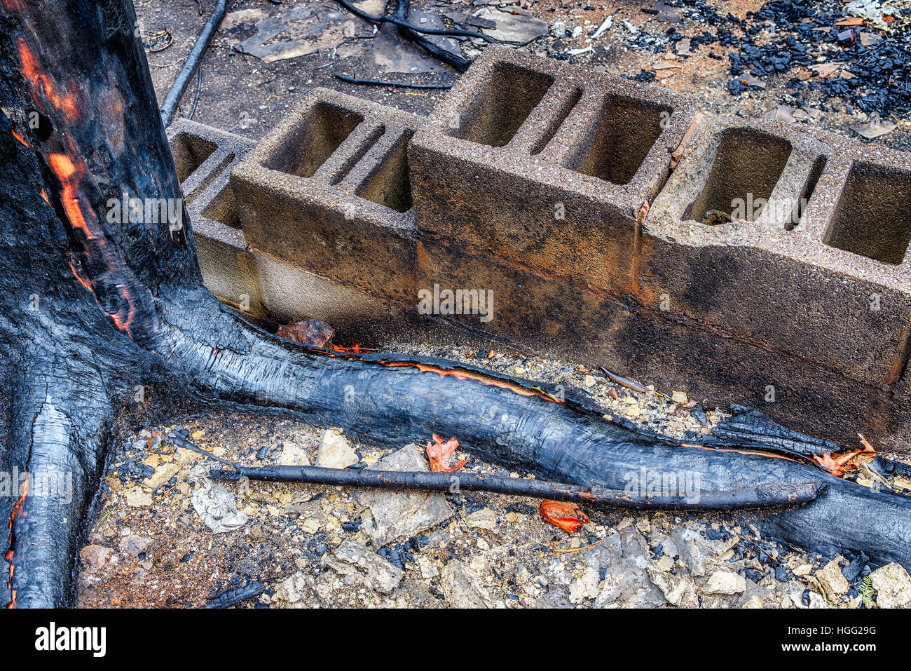A tree trunk and roots blackened by a forest fire that swept through ...