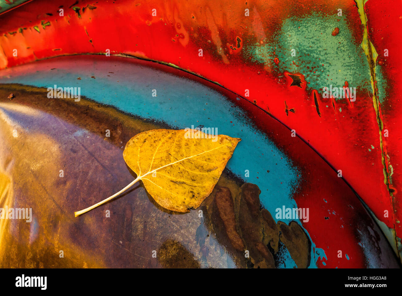 Cottonwood leaf on the bumper of an old GMC pickup truck in the old ...