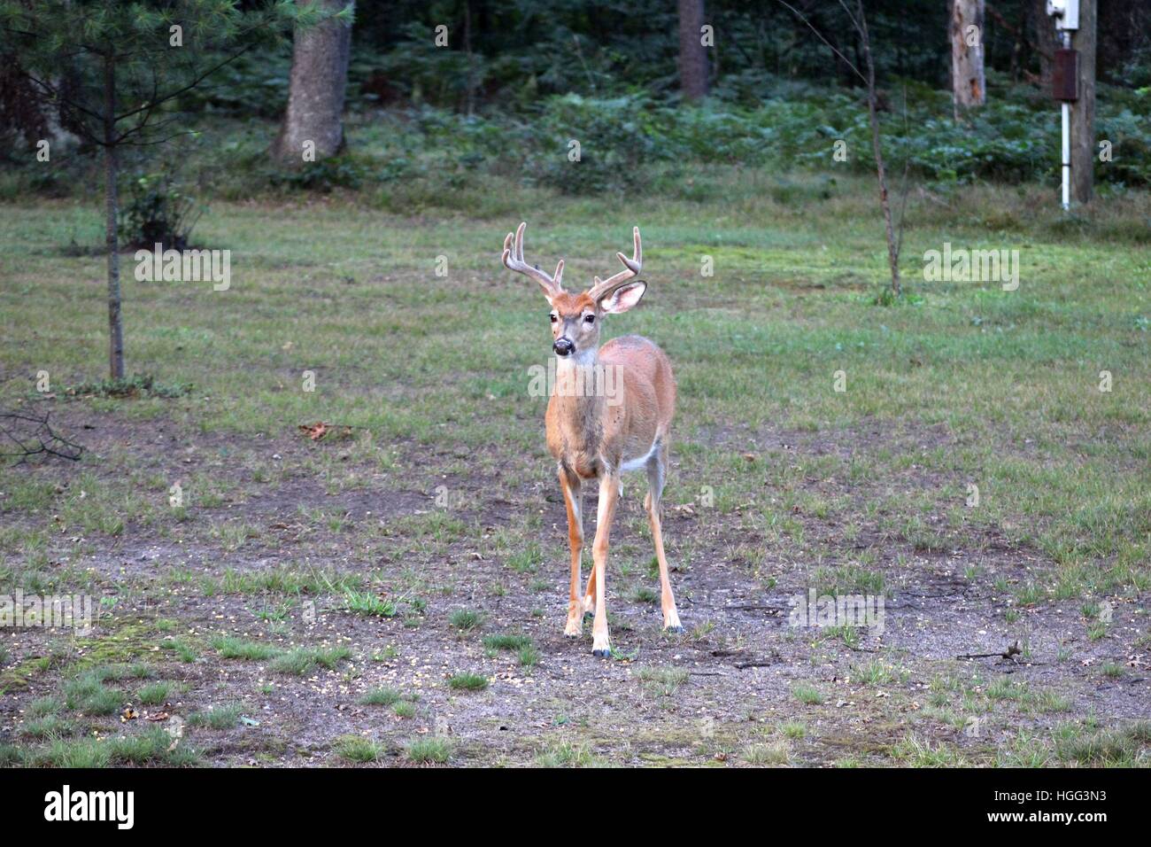 Good looking animals hi-res stock photography and images - Alamy