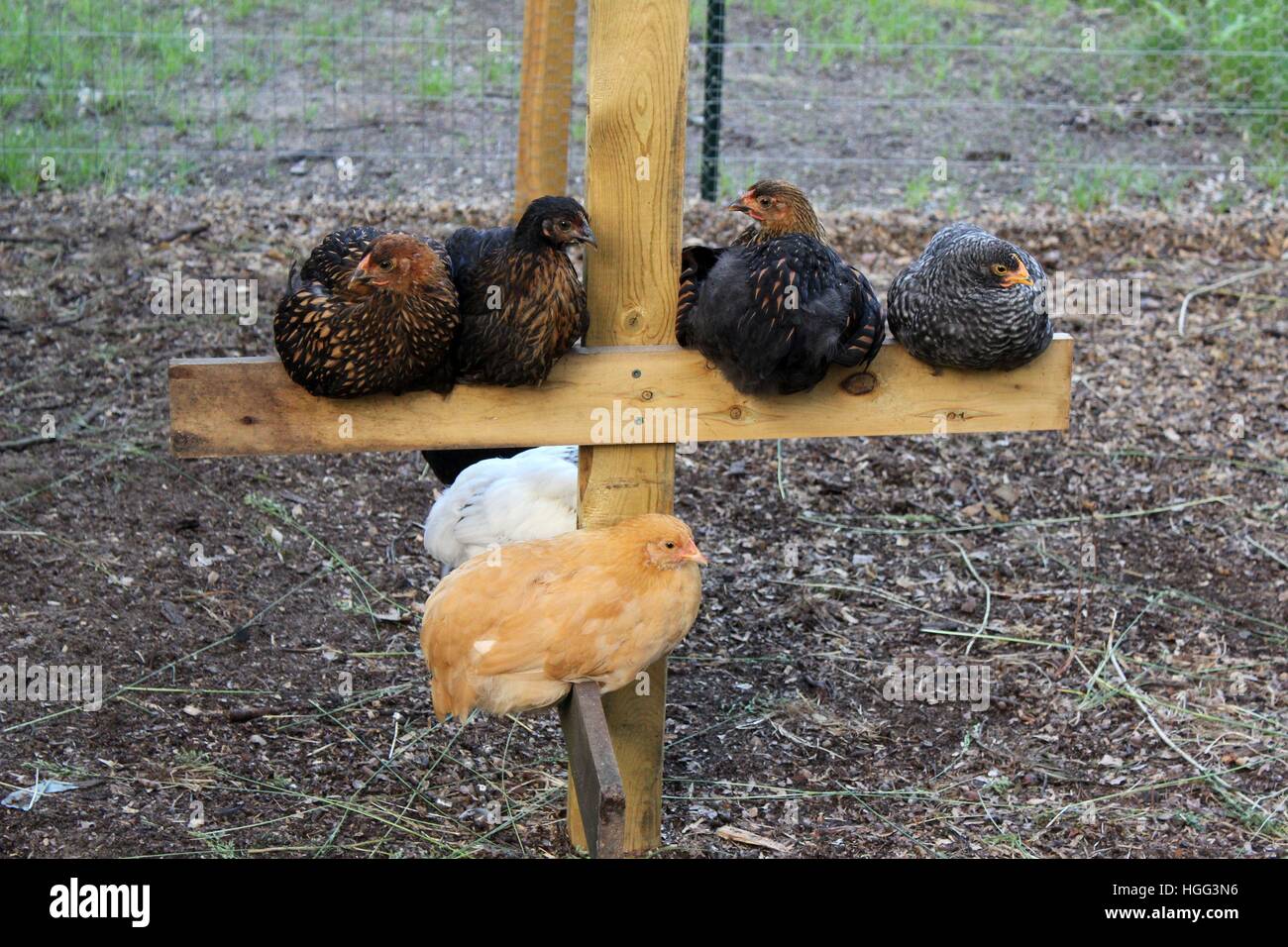 Roosting chickens hi-res stock photography and images - Alamy