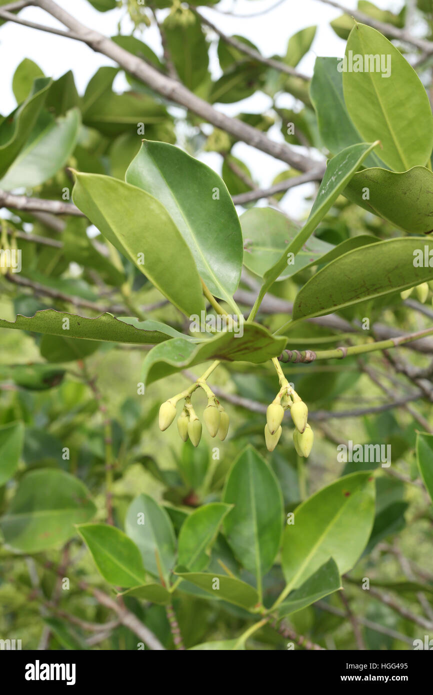 Green mangrove tree in the mangrove forest near the coast in Thailand ...