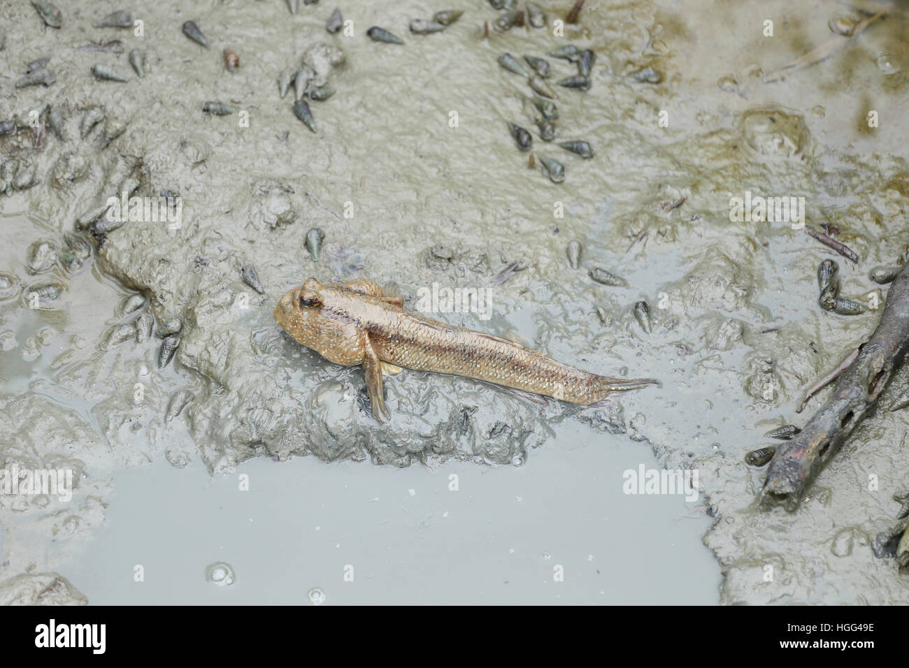 Mudskipper fish in the mangrove forests near coastal sea in Thailand ...