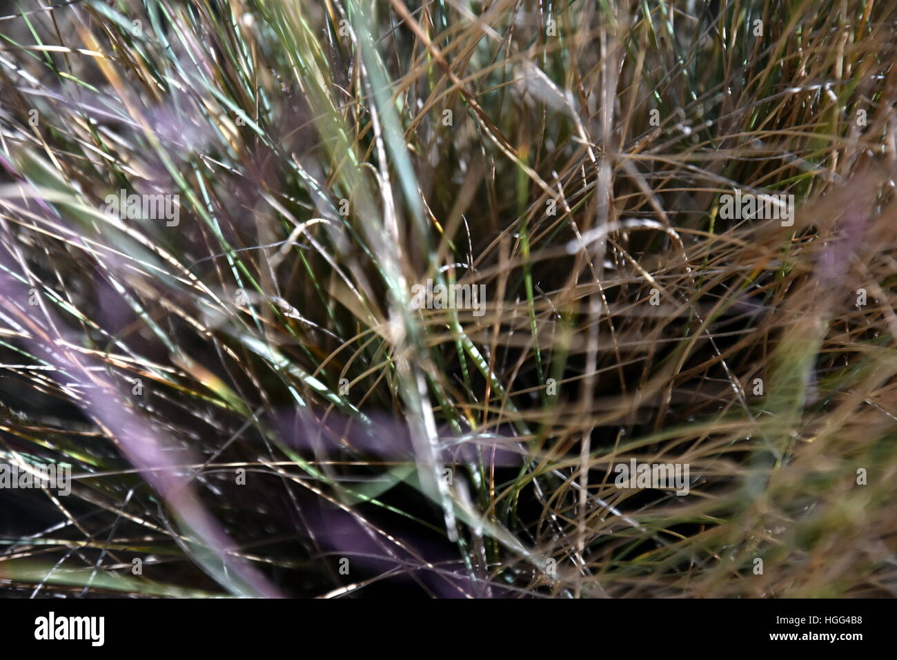 Autumn grass texture. Image of dry grass closeup. Texture hay closeup ...