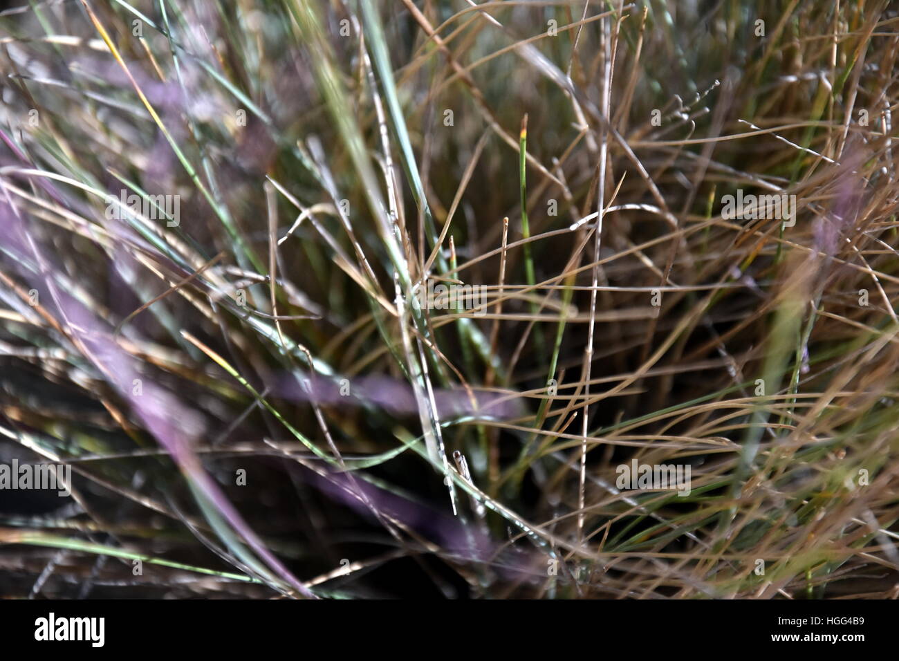 Autumn grass texture. Image of dry grass closeup. Texture hay closeup ...