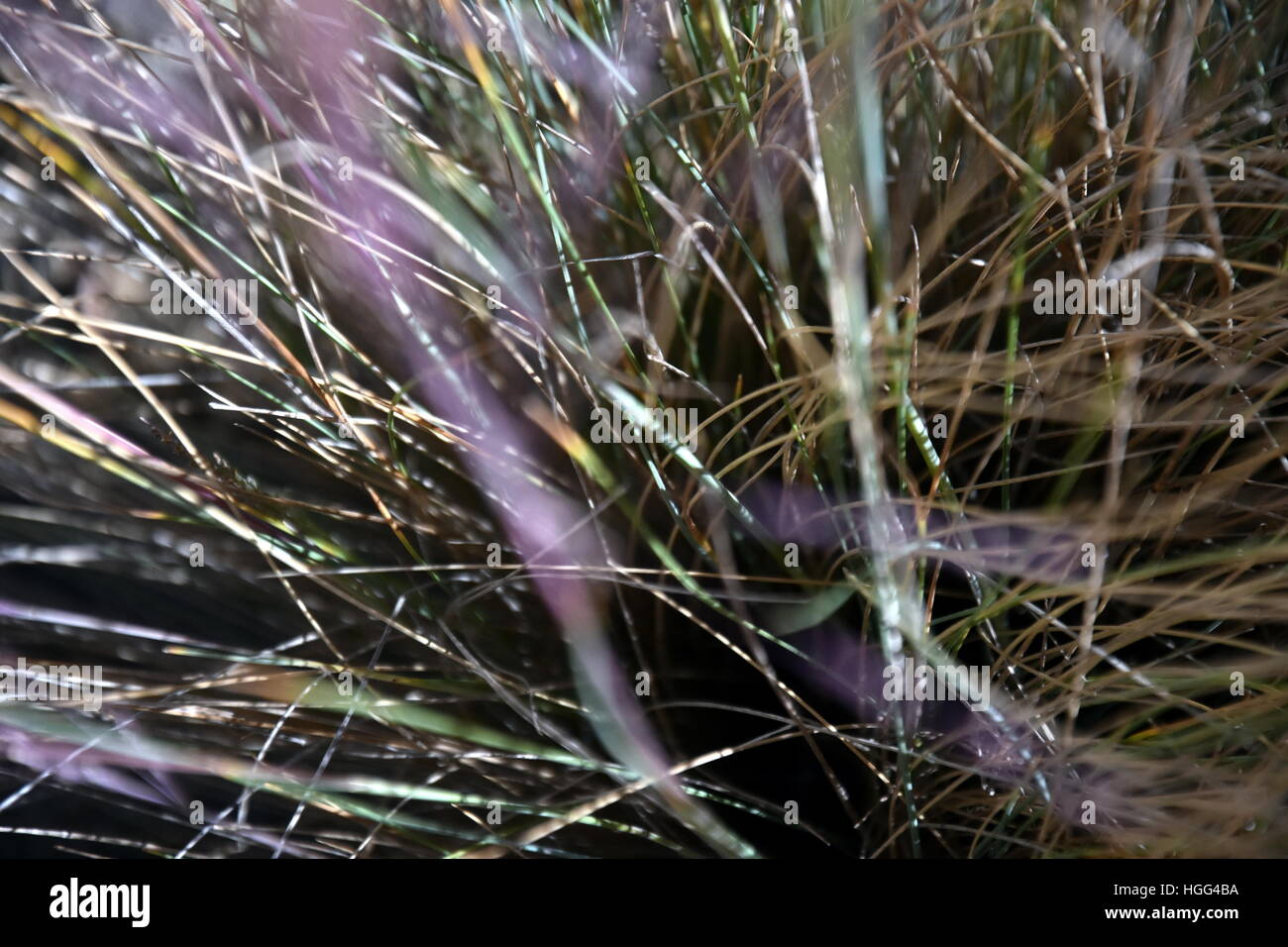 Autumn grass texture. Image of dry grass closeup. Texture hay closeup ...