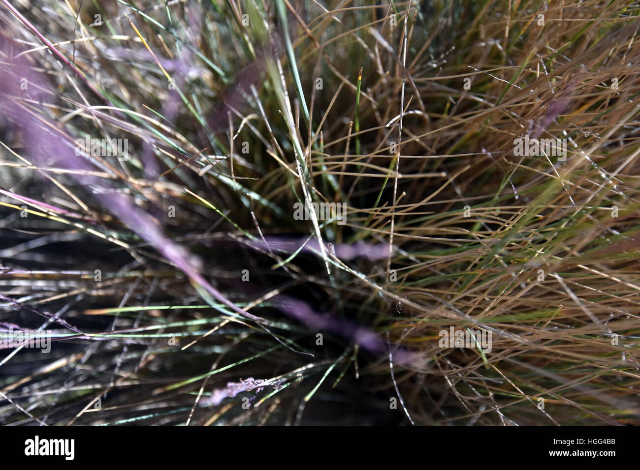 Autumn grass texture. Image of dry grass closeup. Texture hay closeup ...