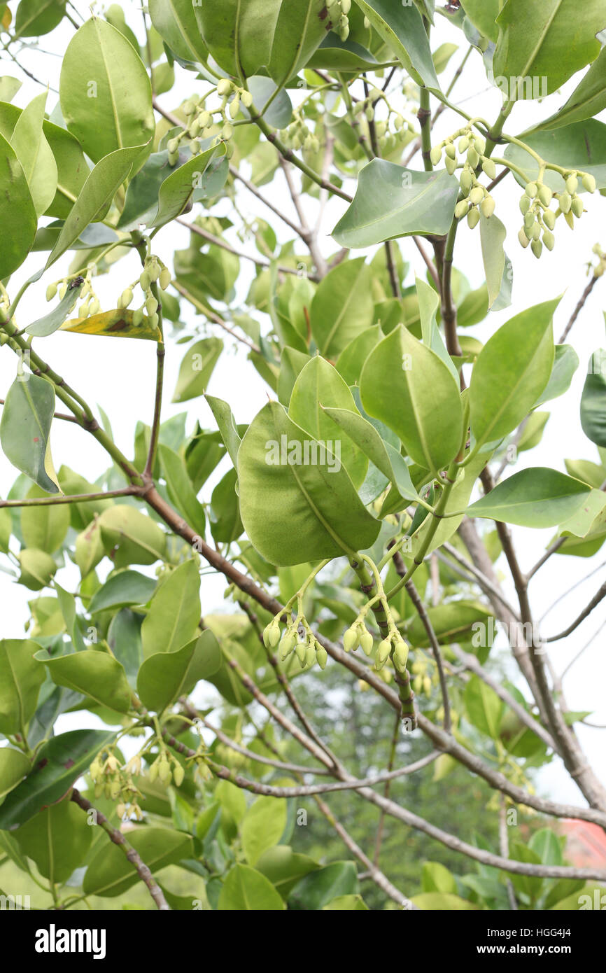 Green mangrove tree in the mangrove forest near the coast in Thailand ...