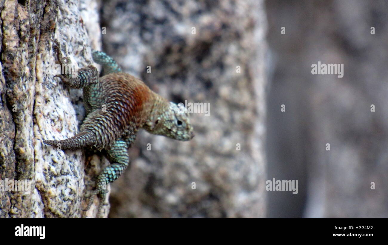 Granite spiny lizard hi-res stock photography and images - Alamy