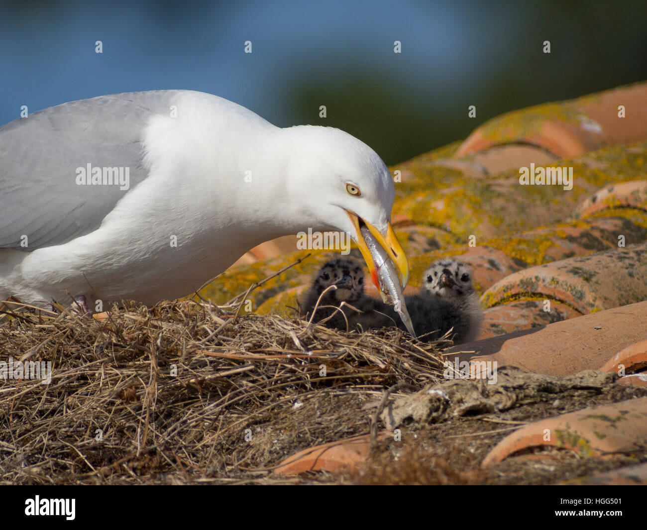 Herring gull brings a fish to feed its young Stock Photo - Alamy