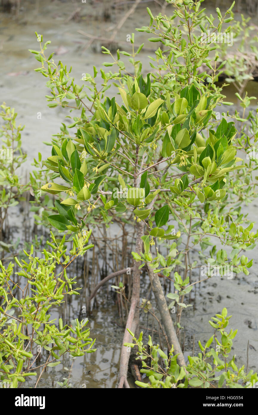Green mangrove tree in the mangrove forest near the coast in Thailand ...
