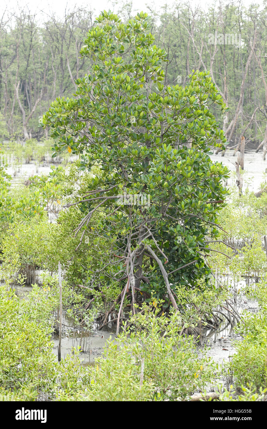 Green mangrove tree in the mangrove forest near the coast in Thailand ...
