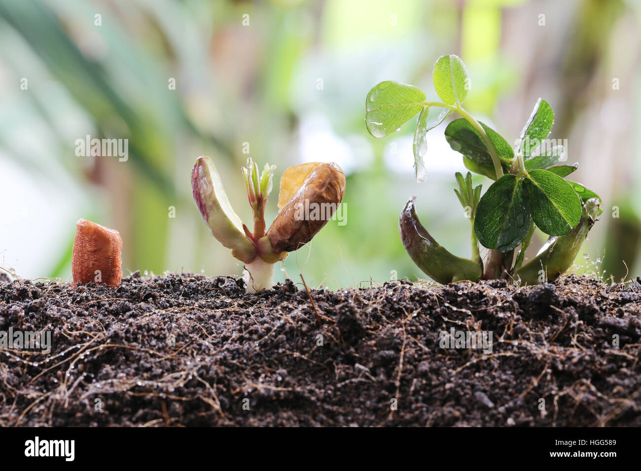 Seedlings of peanut on soil in the Vegetable garden concept of ...