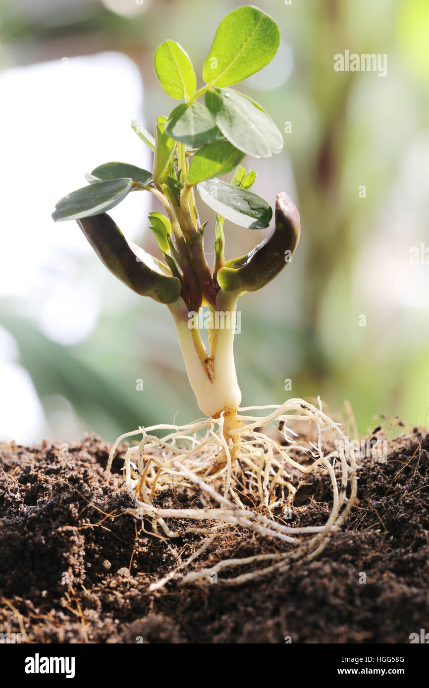Seedlings of peanut on soil in the Vegetable garden concept of ...