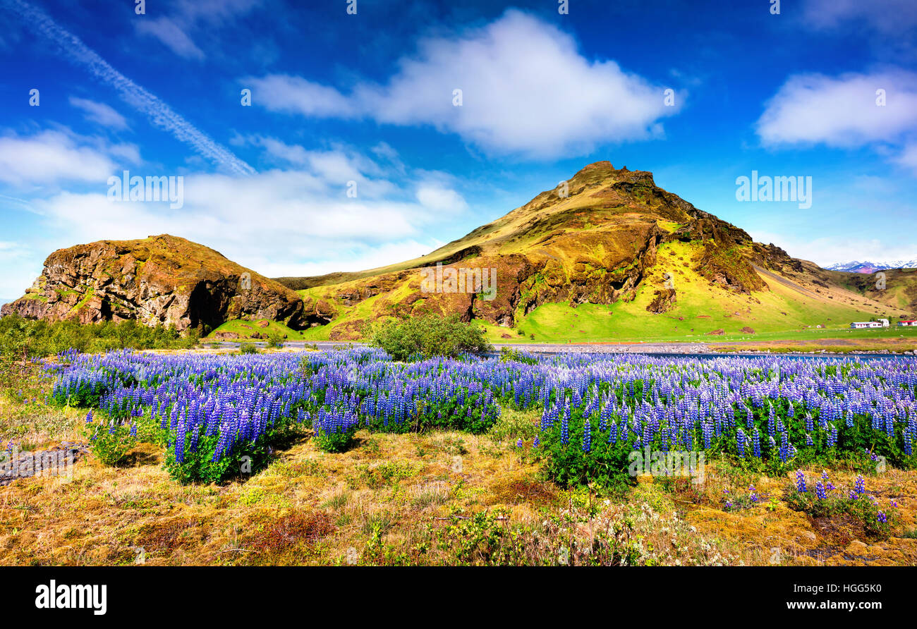 Typical Icelandic landscape with field of blooming lupine flowers in ...