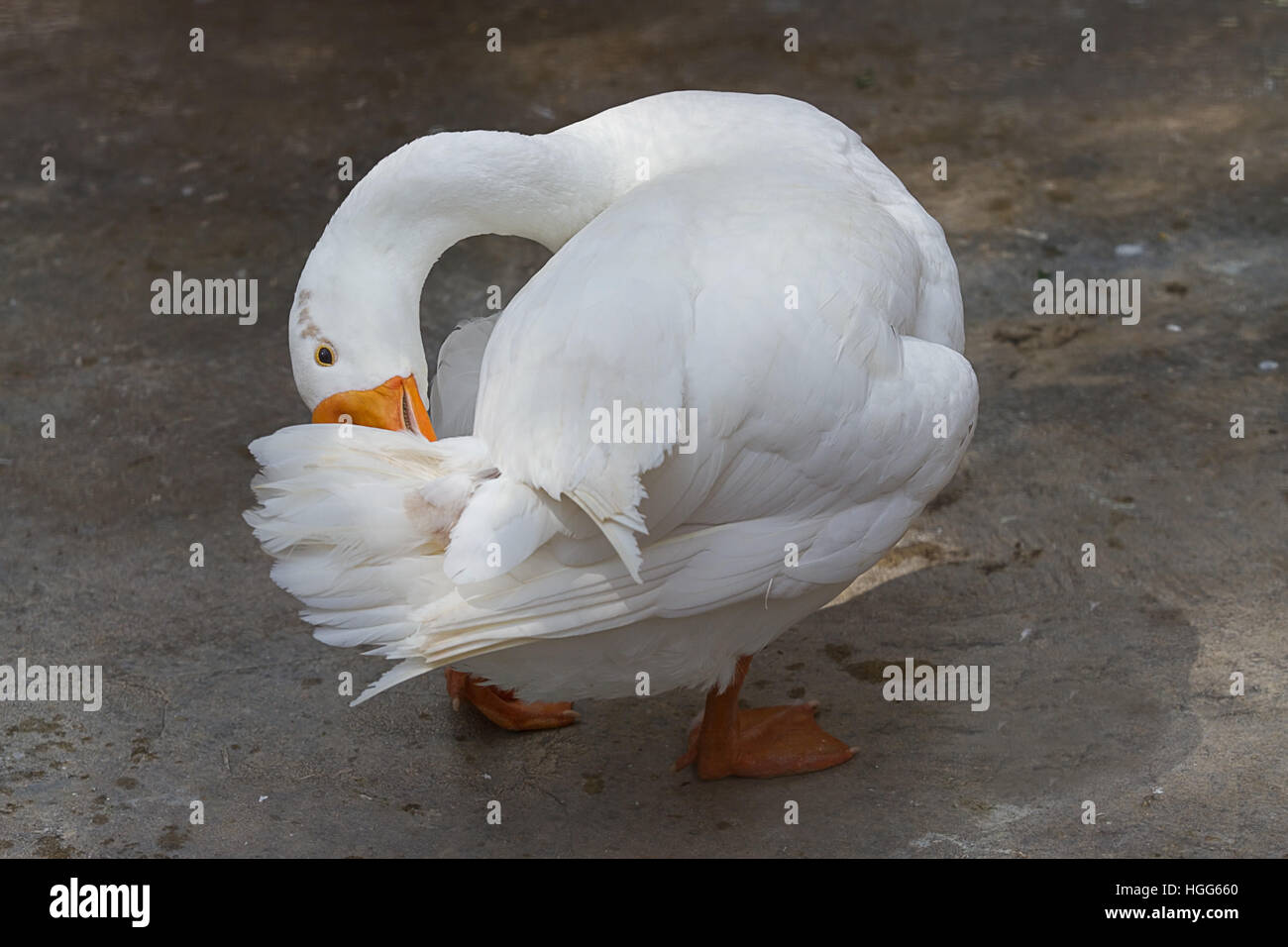 Study of a fauna hi-res stock photography and images - Alamy