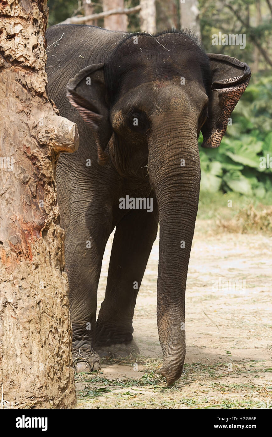 Elephant feeding hi-res stock photography and images - Alamy
