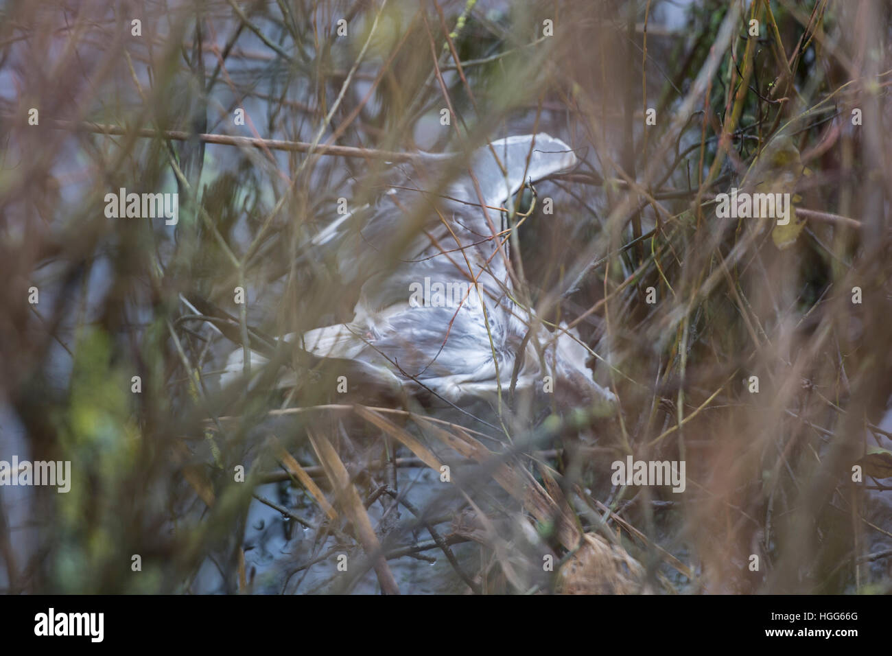 Dead reed bed hi-res stock photography and images - Alamy