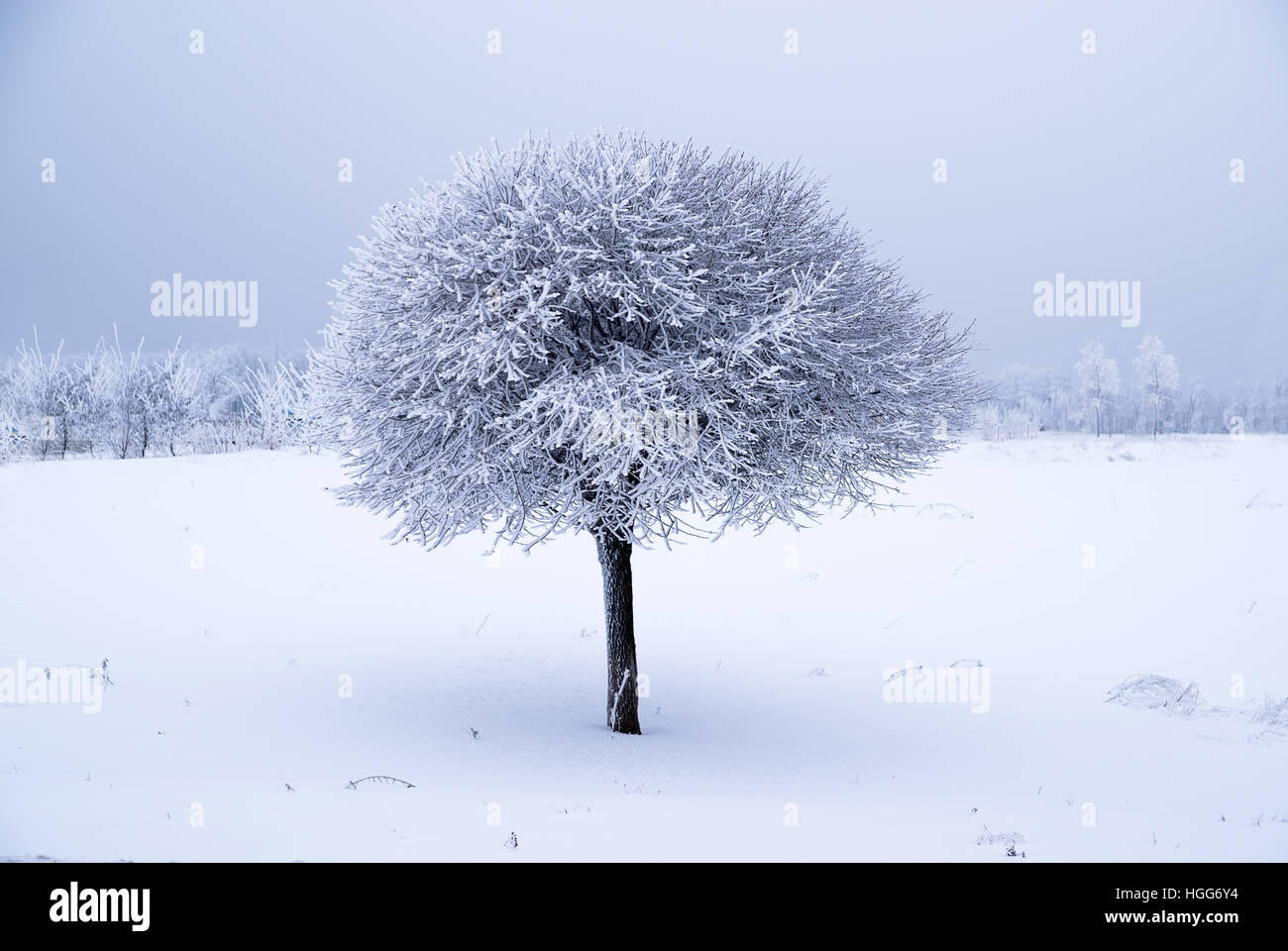Field frost covered tree hi-res stock photography and images - Alamy