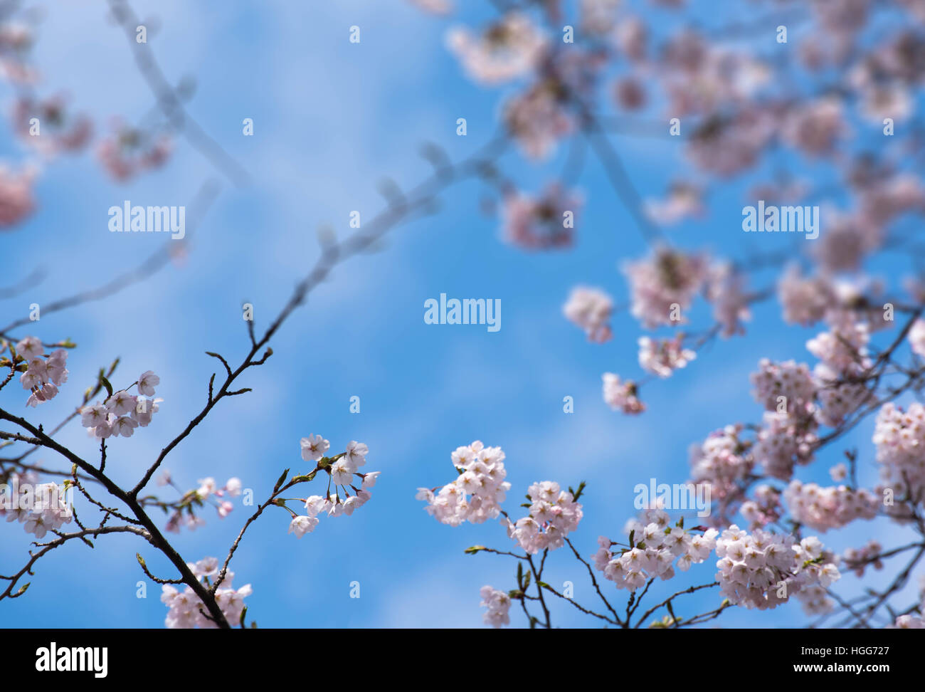 Spring Cherry blossoms background Stock Photo - Alamy