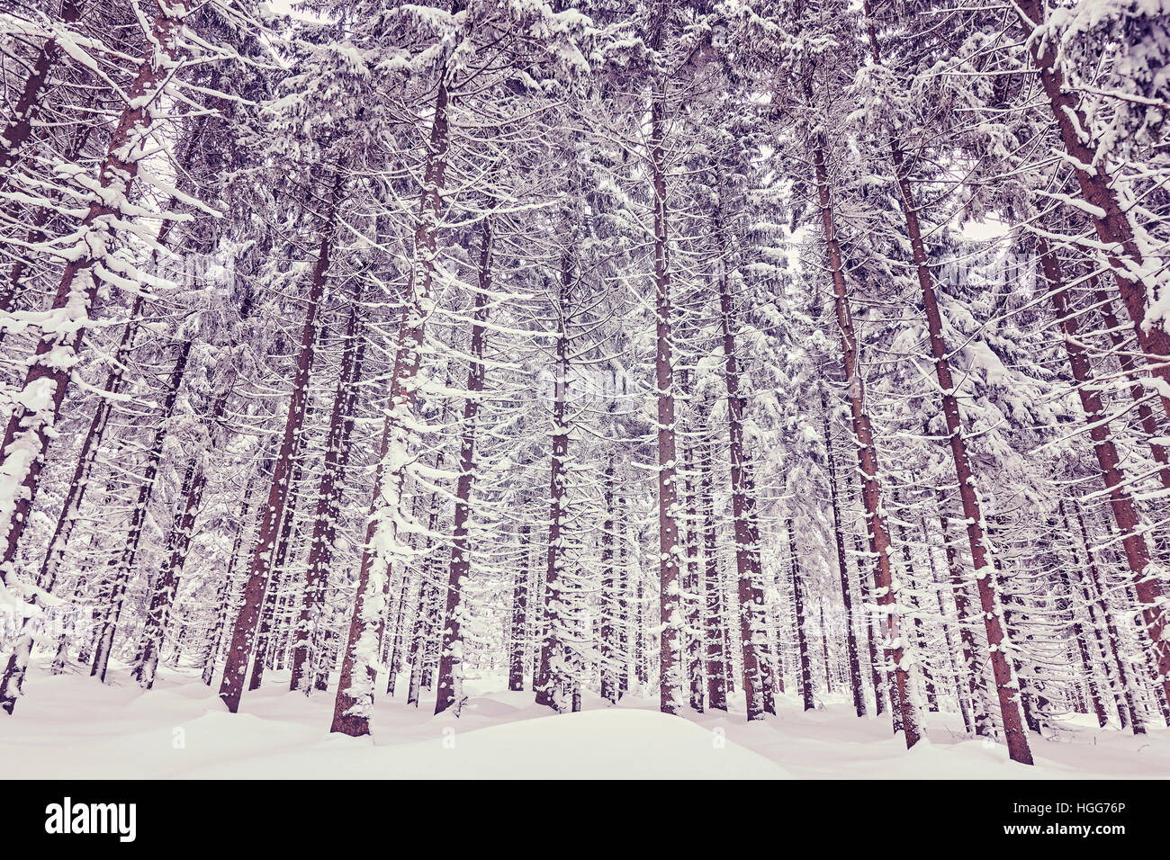 Purple toned winter forest landscape hi-res stock photography and ...