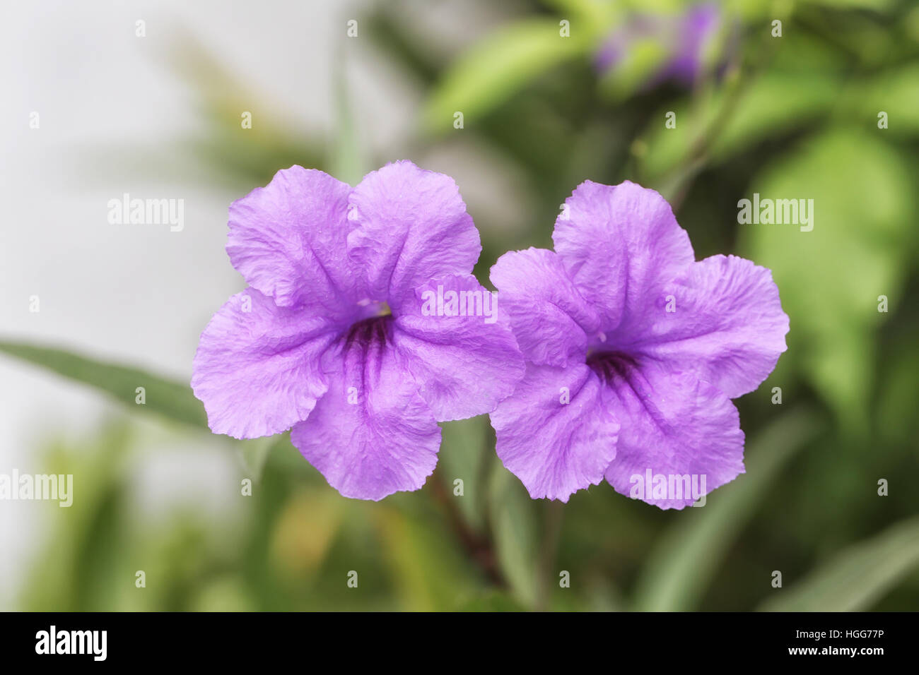 Purple flower of minnieroot or popping pod in the flora garden,Tropical ...