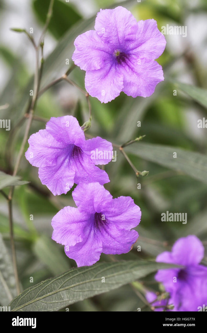 Purple flower of minnieroot or popping pod in the flora garden,Tropical ...