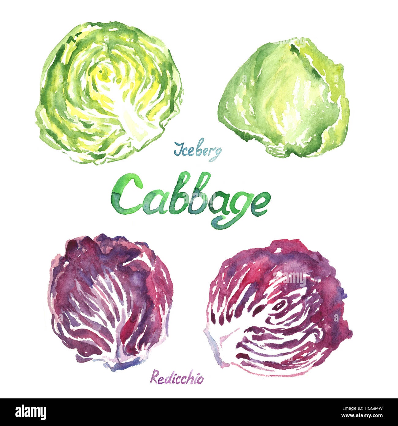 Cabbage variety set: Rediccio, Iceberg Stock Photo - Alamy