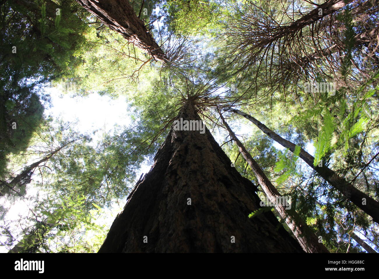 high high stem redwood trees Stock Photo - Alamy