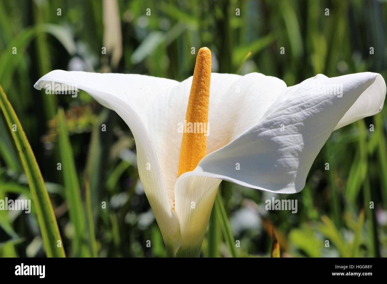 Close up beautiful artistic hi-res stock photography and images - Alamy