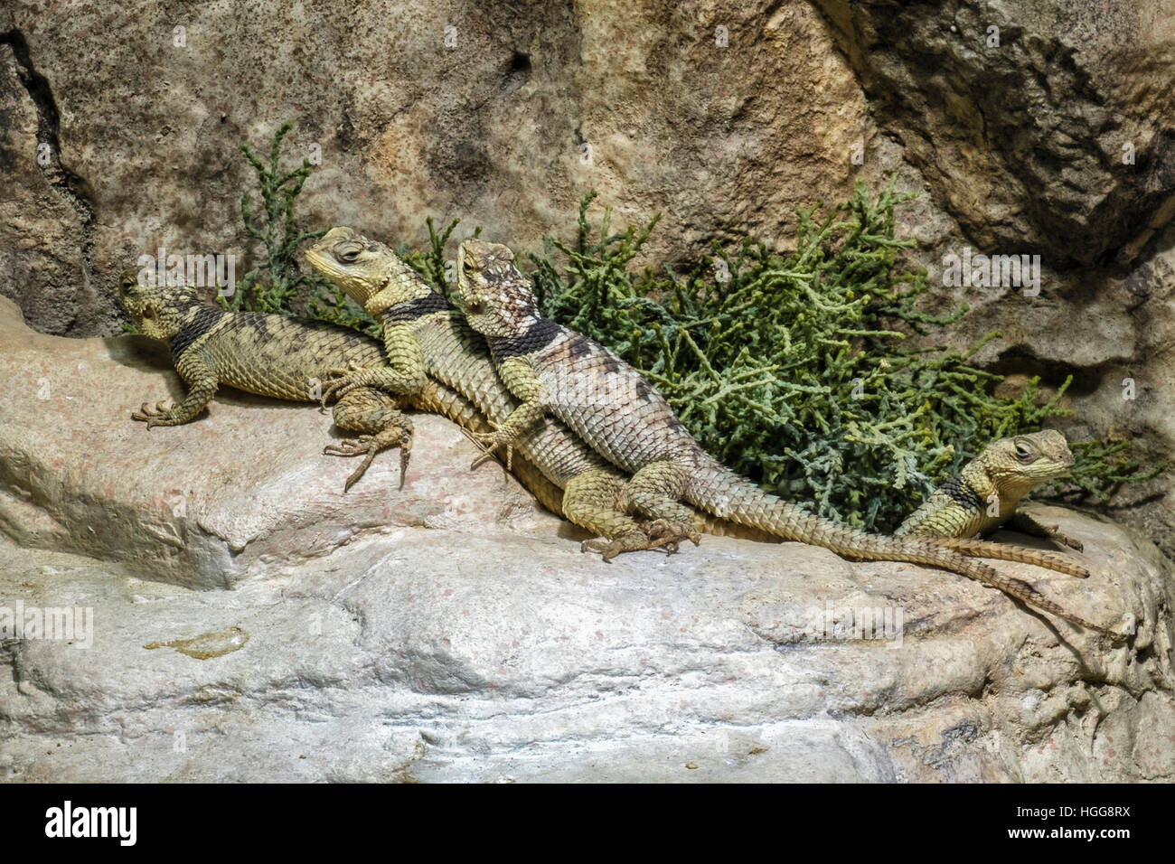 Charlottenburg, Berlin. Three lizards in a stack in the Zoo Aquarium ...