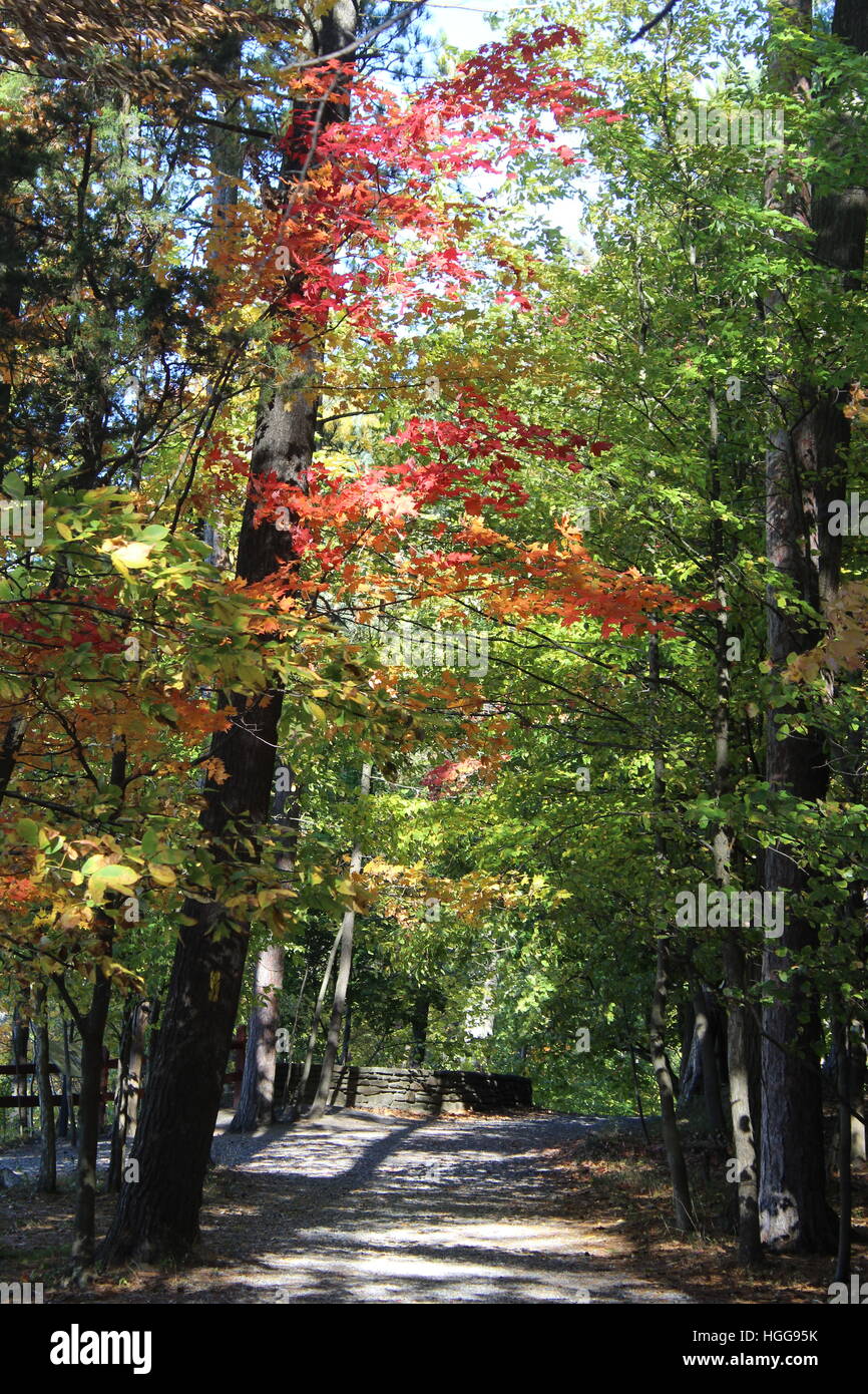 Walking in the woods fall hi-res stock photography and images - Alamy