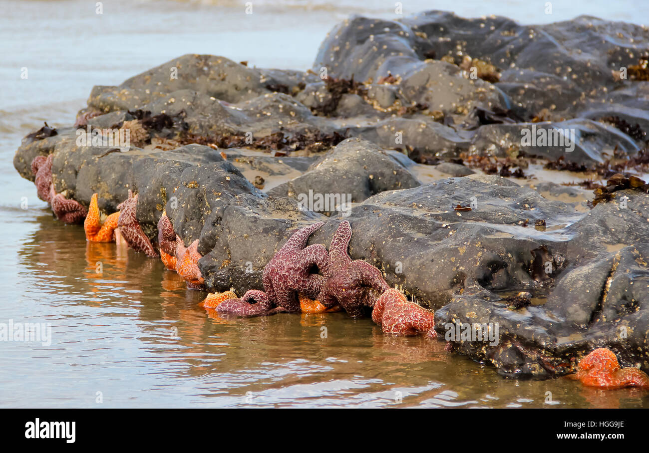 Starfish on rocks at the beach Stock Photo - Alamy