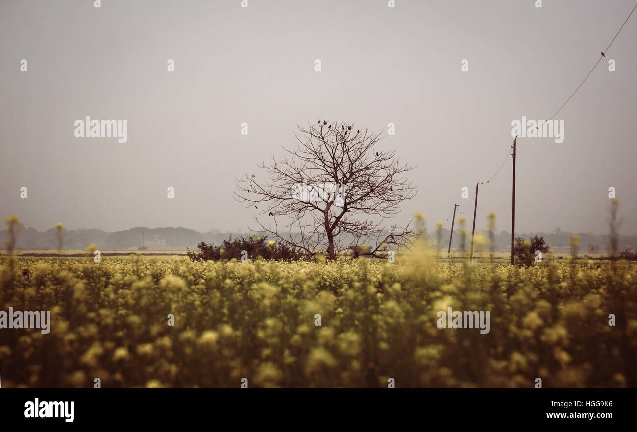 Mustard tree hi-res stock photography and images - Alamy