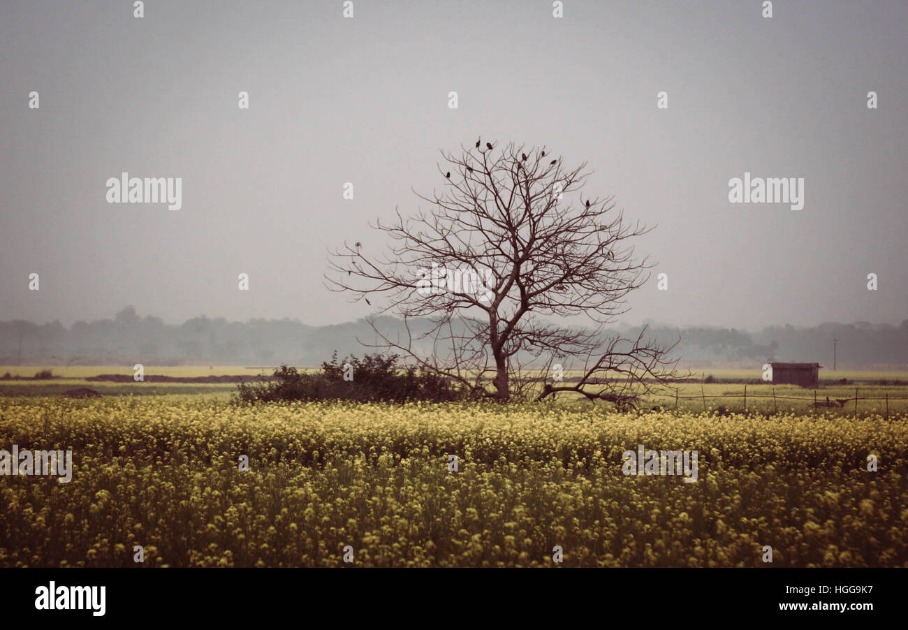 Mustard tree hi-res stock photography and images - Alamy