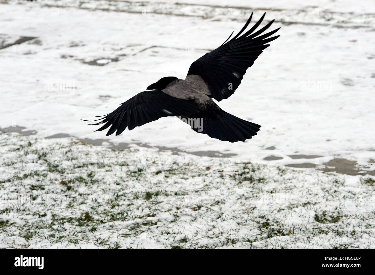 A crow flies over a snowy field, searching for food in Berlin, Germany ...