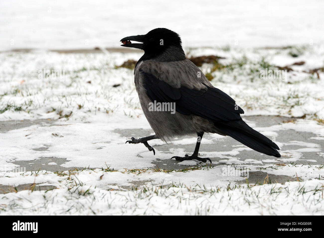 A crow runs over a snowy grass field, searching for food in Berlin ...