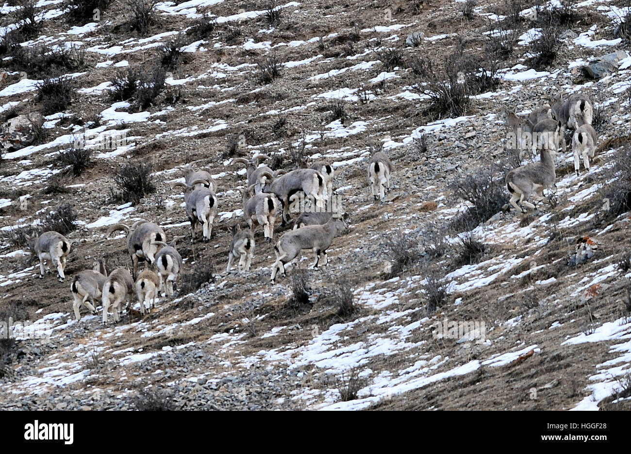 Tianjun hi-res stock photography and images - Alamy