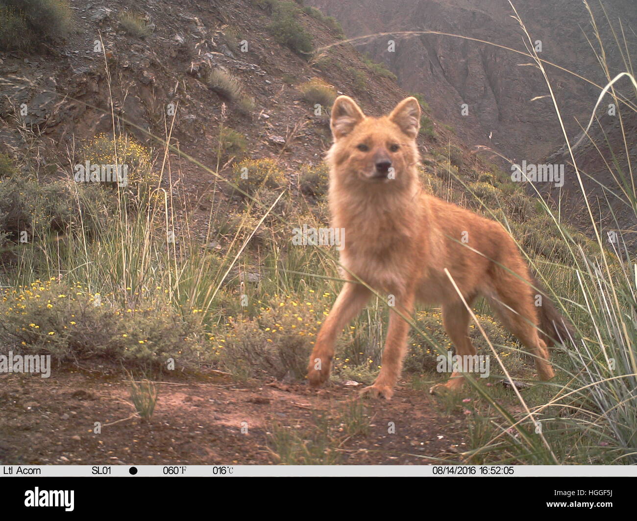 Haixi. 9th Jan, 2017. Photo taken on Aug. 14, 2016 by an infrared ...