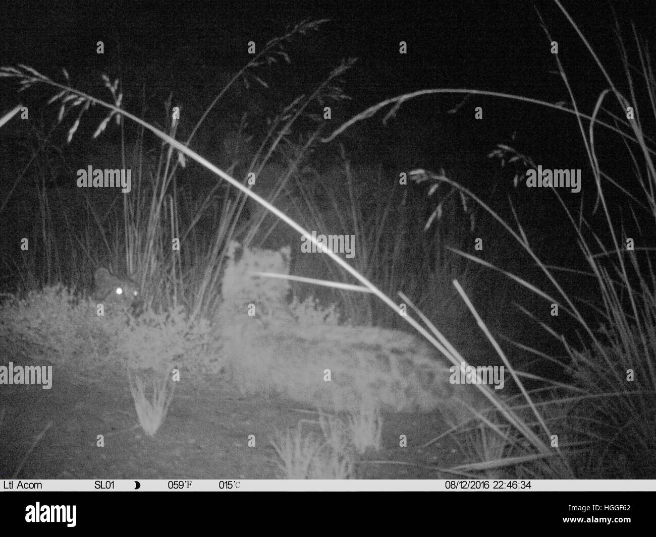 Leopards Black and White Stock Photos & Images - Alamy