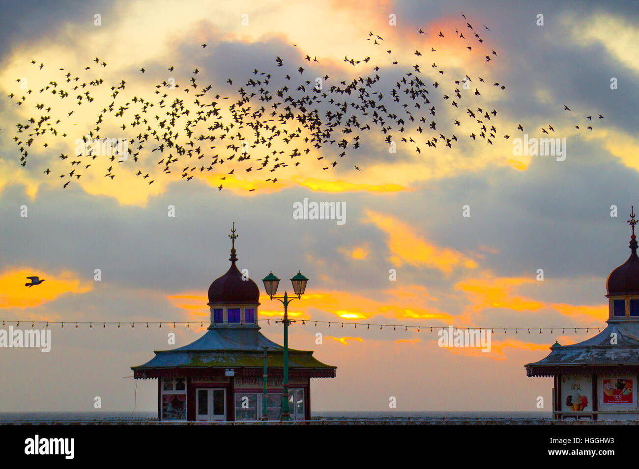 flock fly animal starling flight swarm bird dusk murmuration blackpool ...