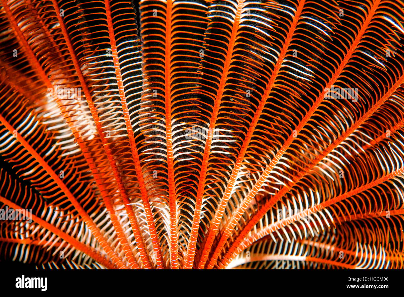 Closeup of red and black crinoid hi-res stock photography and images ...