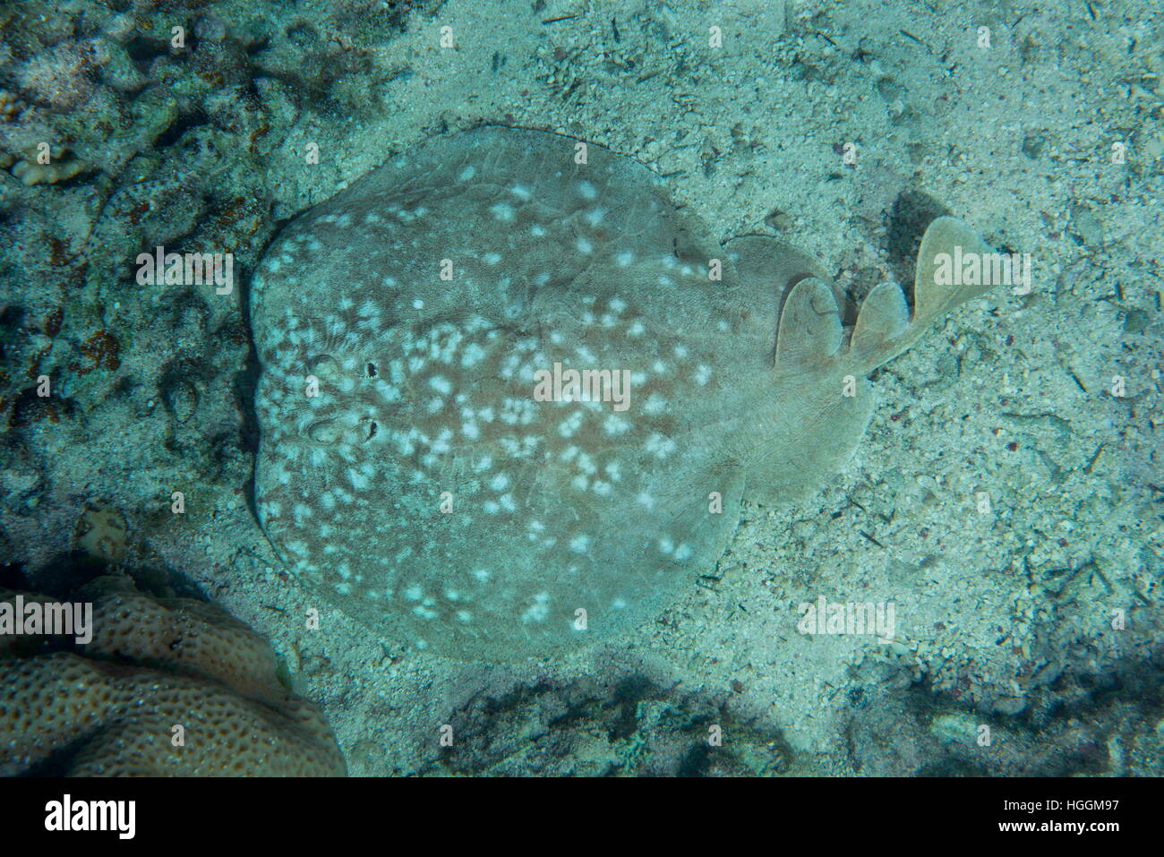 Leopard torpedo ray hi-res stock photography and images - Alamy