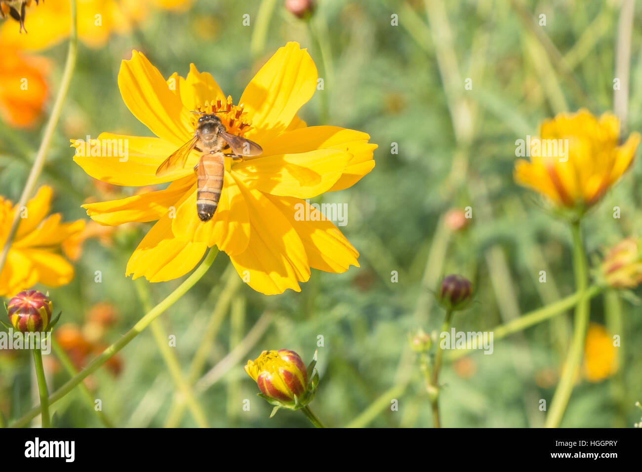 process color,Bee in flower amazing,honeybee pollinated of yellow ...