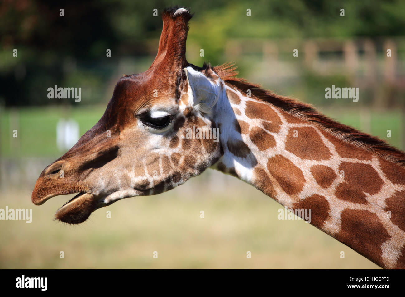 A close-up, head-shot, of a lovely Giraffe with its mouth open Stock ...